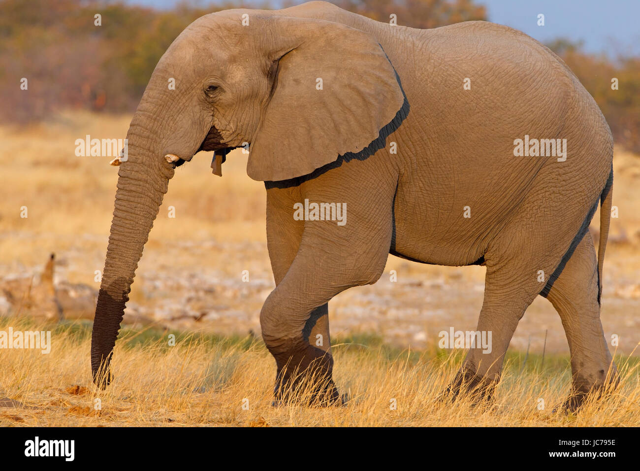 African Bush Elephant, African Savanna Elephant Stock Photo - Alamy