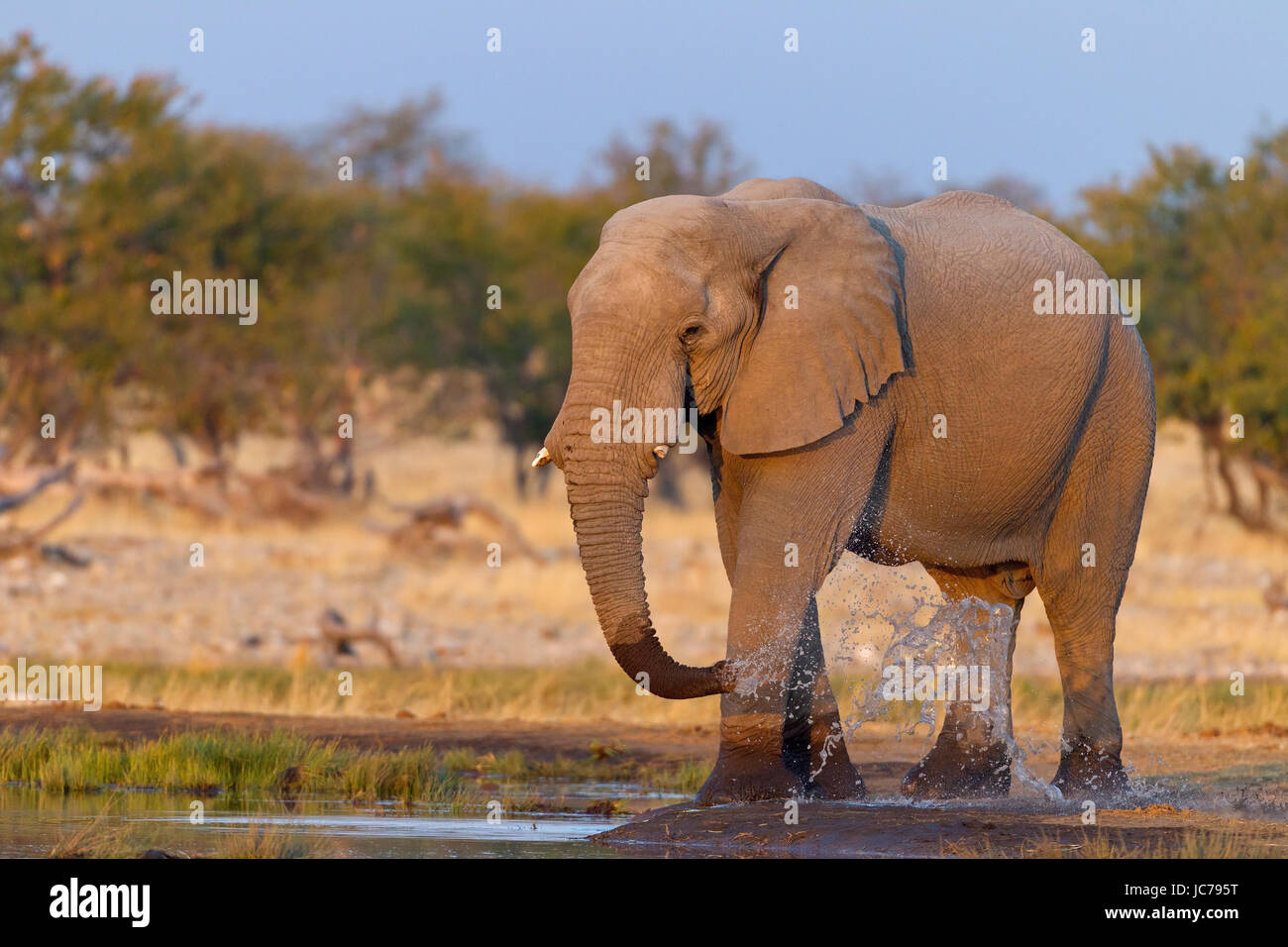 African Bush Elephant, African Savanna Elephant Stock Photo - Alamy