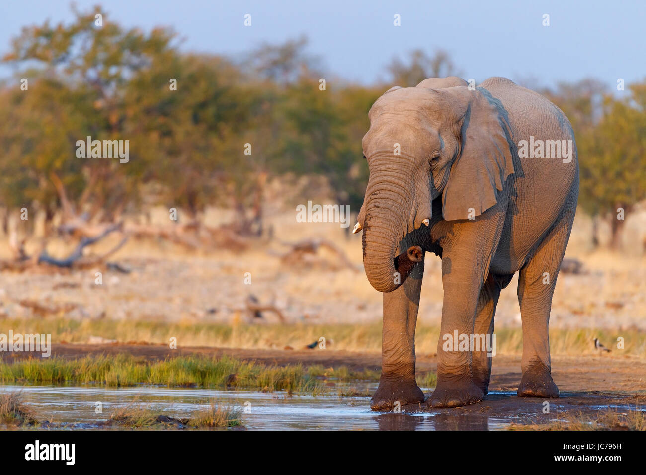 African Bush Elephant, African Savanna Elephant Stock Photo - Alamy