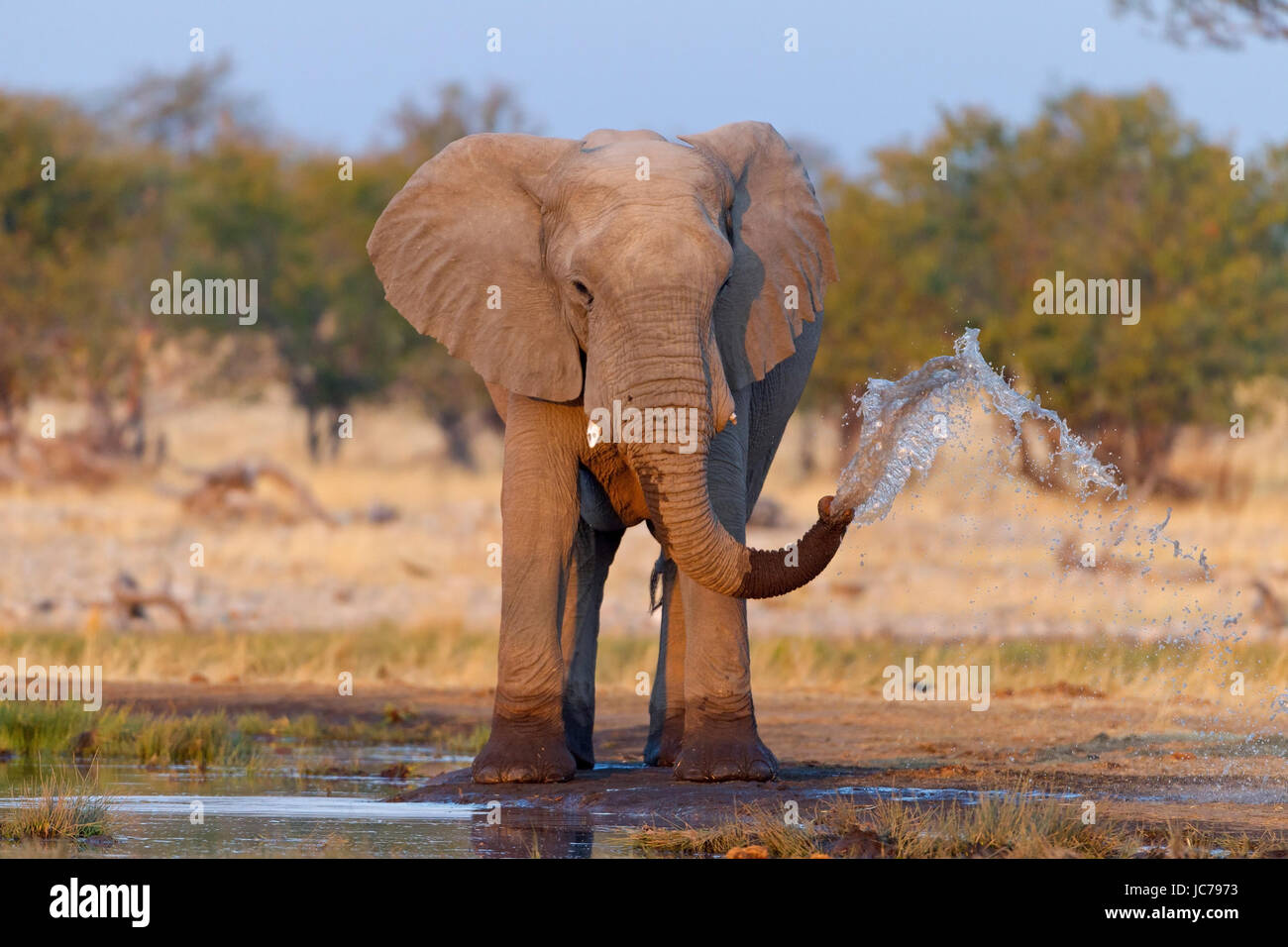 African Bush Elephant, African Savanna Elephant Stock Photo - Alamy
