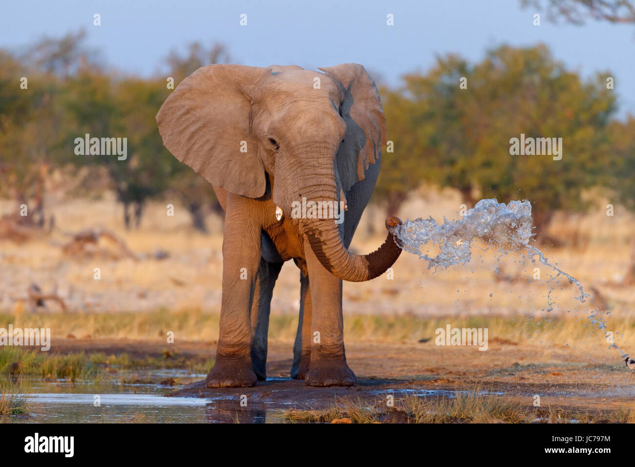 African Bush Elephant, African Savanna Elephant Stock Photo - Alamy