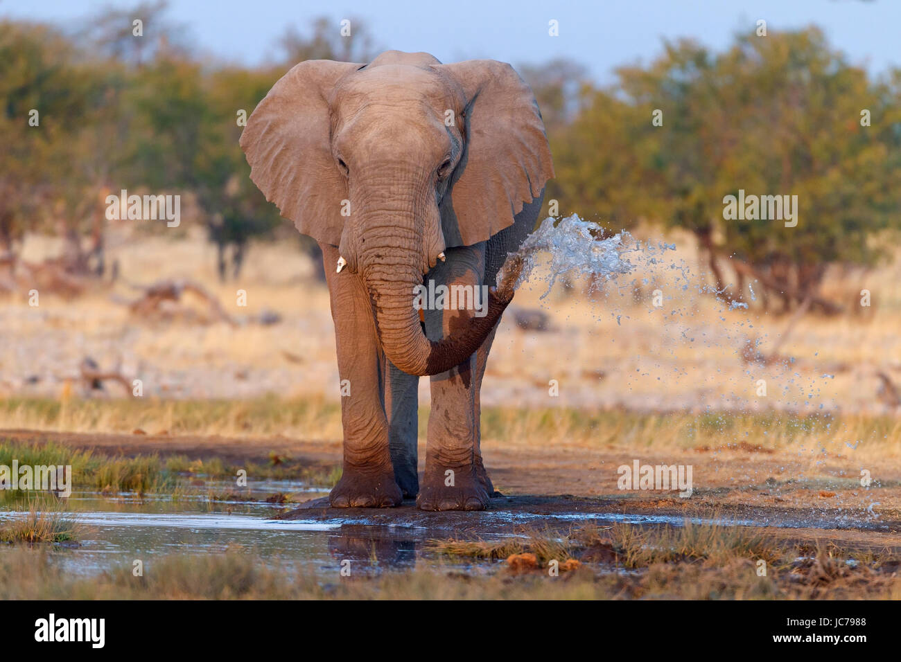 African Bush Elephant, African Savanna Elephant Stock Photo - Alamy