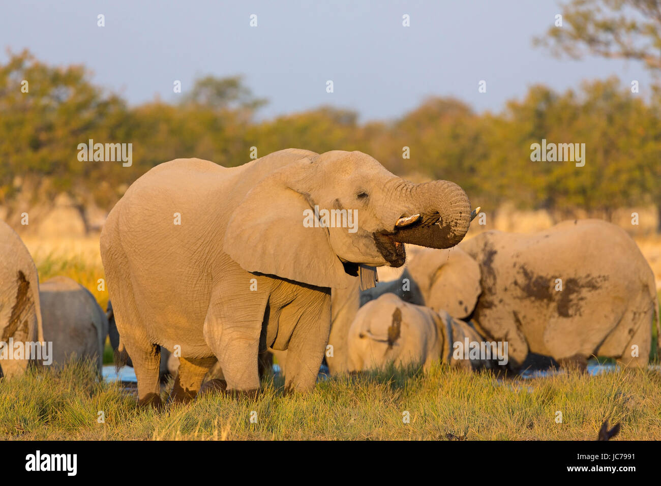 African Bush Elephant, African Savanna Elephant Stock Photo - Alamy
