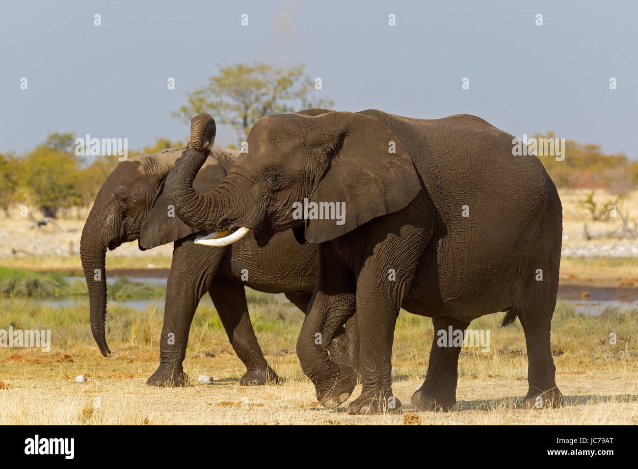 African Bush Elephant, African Savanna Elephant Stock Photo - Alamy