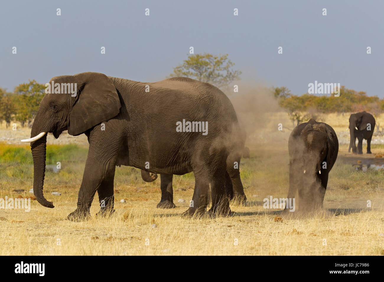 African Bush Elephant, African Savanna Elephant Stock Photo - Alamy
