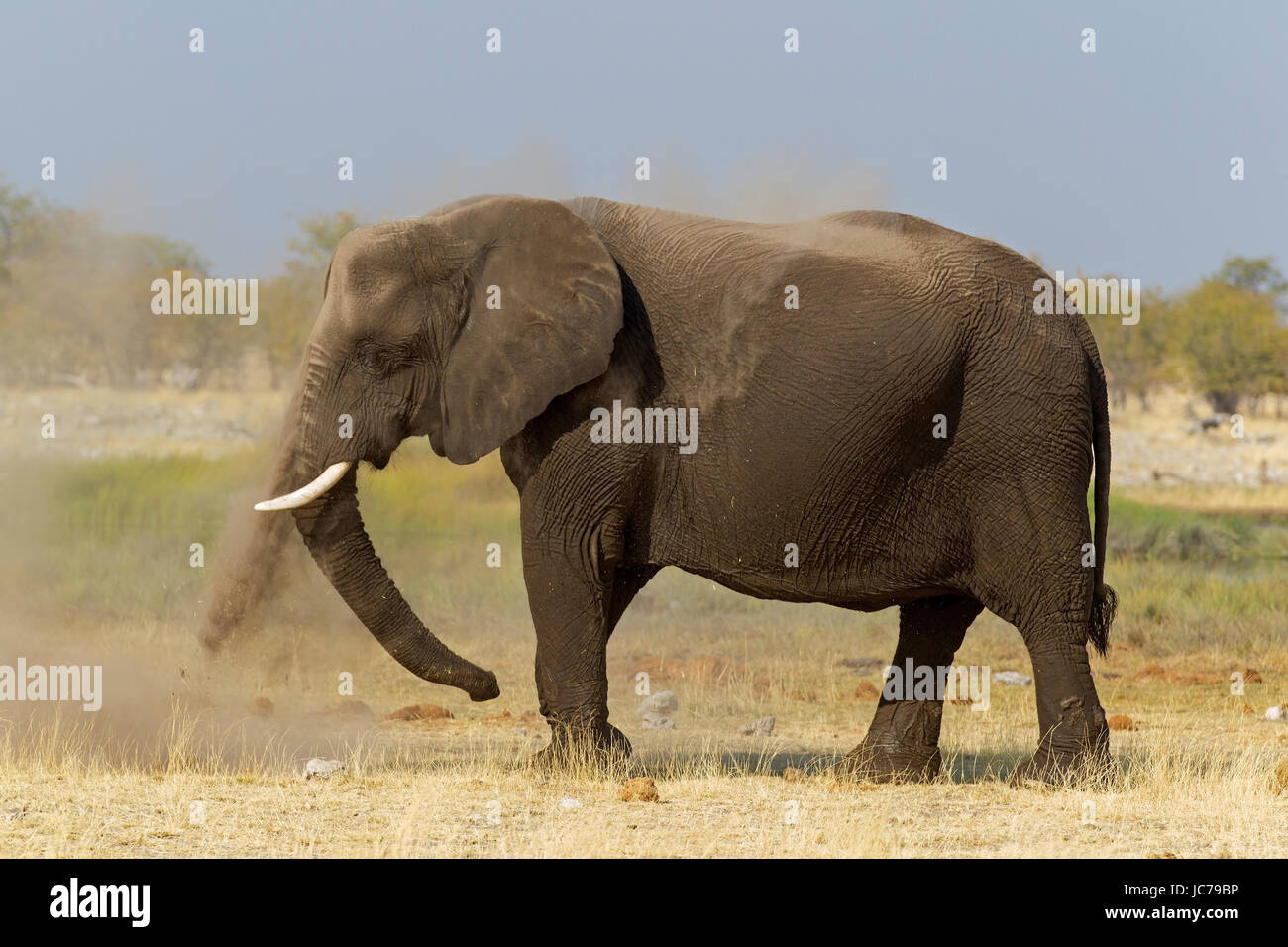 African Bush Elephant, African Savanna Elephant Stock Photo - Alamy