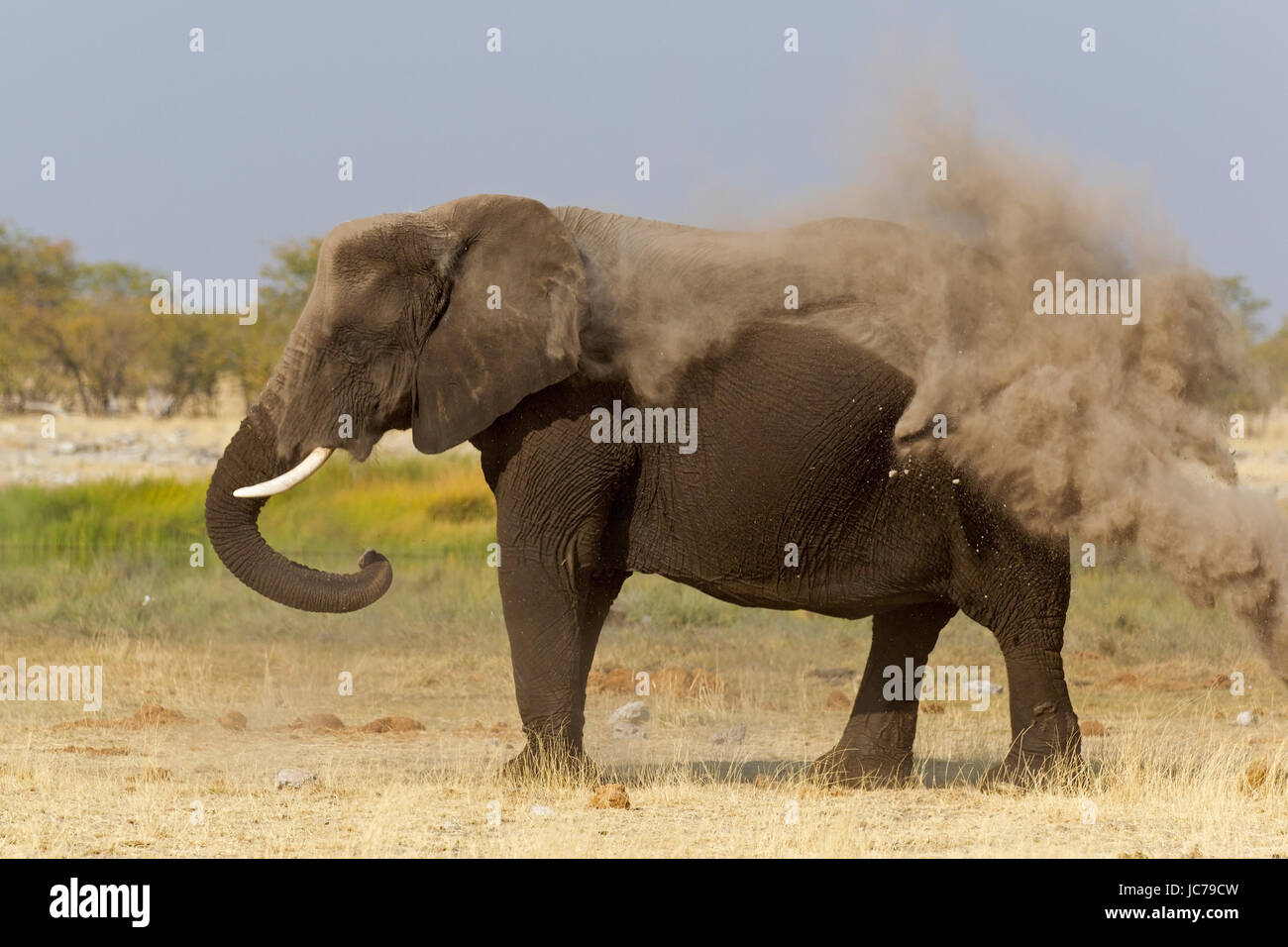 African Bush Elephant, African Savanna Elephant Stock Photo - Alamy