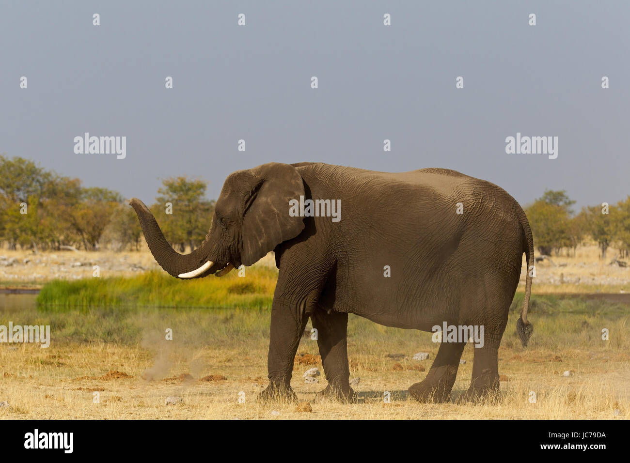 African Bush Elephant, African Savanna Elephant Stock Photo - Alamy
