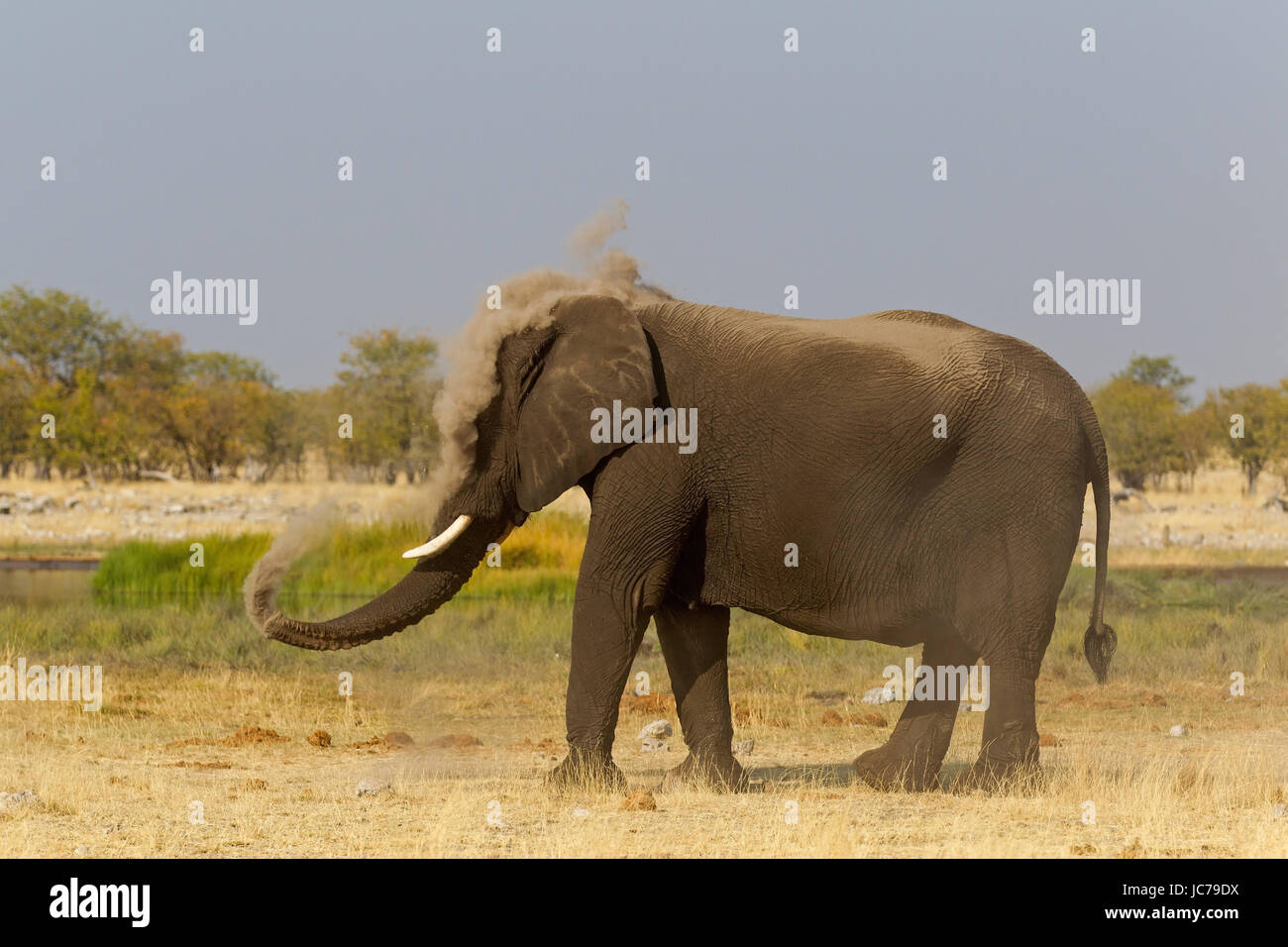 African Bush Elephant, African Savanna Elephant Stock Photo - Alamy