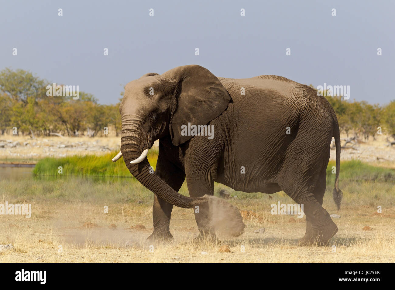 African Bush Elephant, African Savanna Elephant Stock Photo - Alamy
