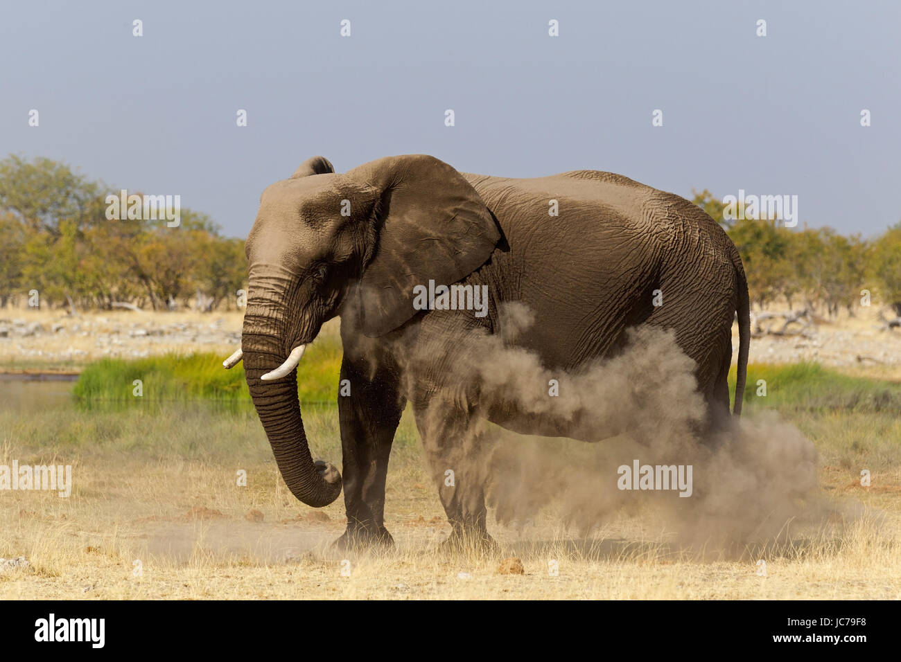 African Bush Elephant, African Savanna Elephant Stock Photo - Alamy