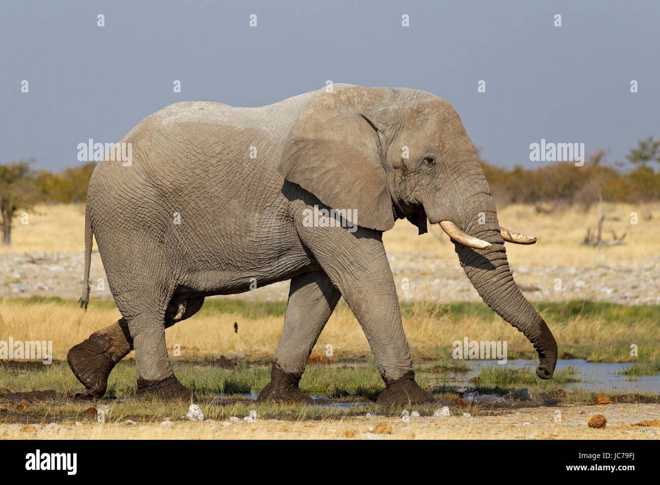 African Bush Elephant, African Savanna Elephant Stock Photo - Alamy