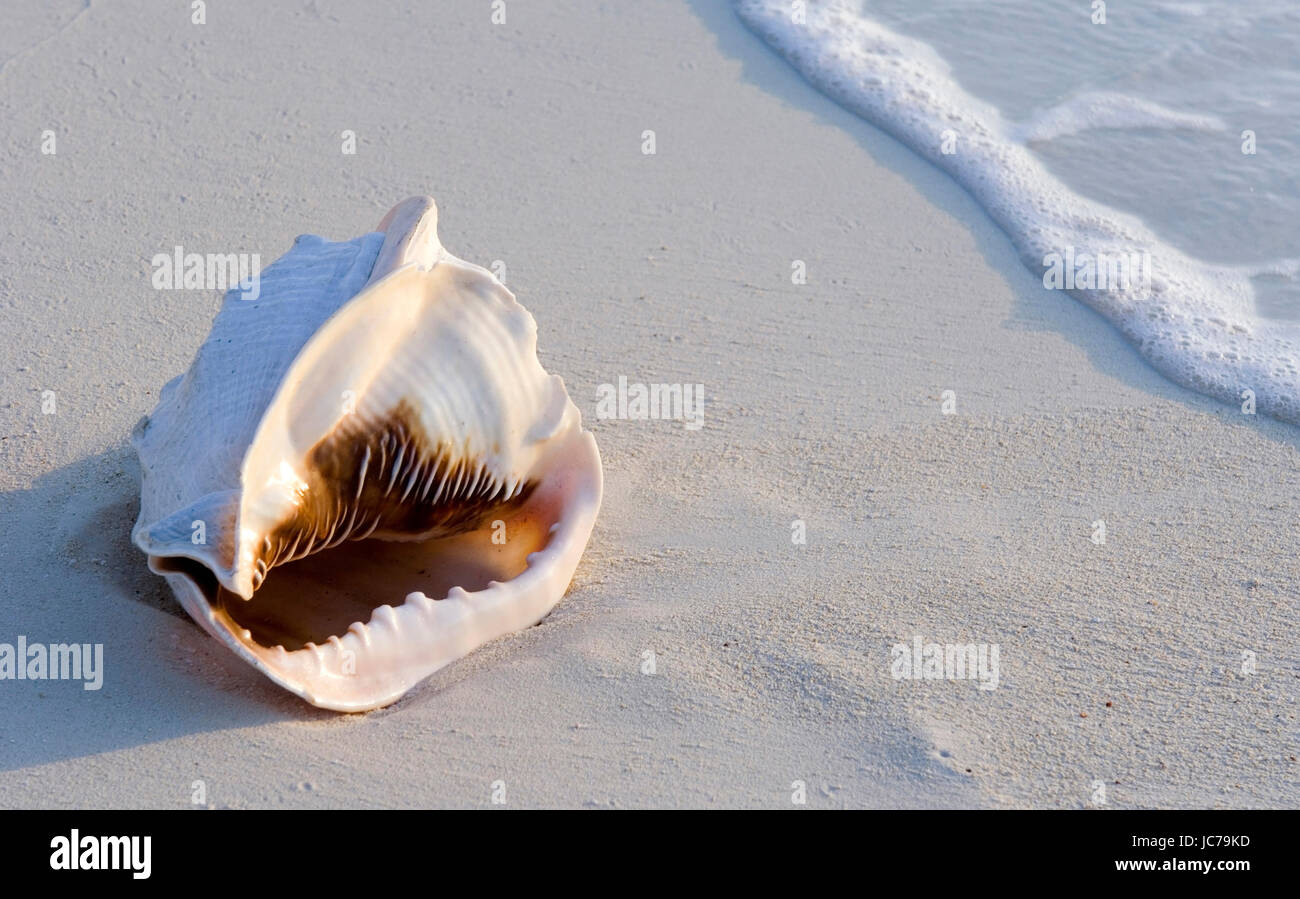 Helmet conch on the beach in Martinique Stock Photo - Alamy