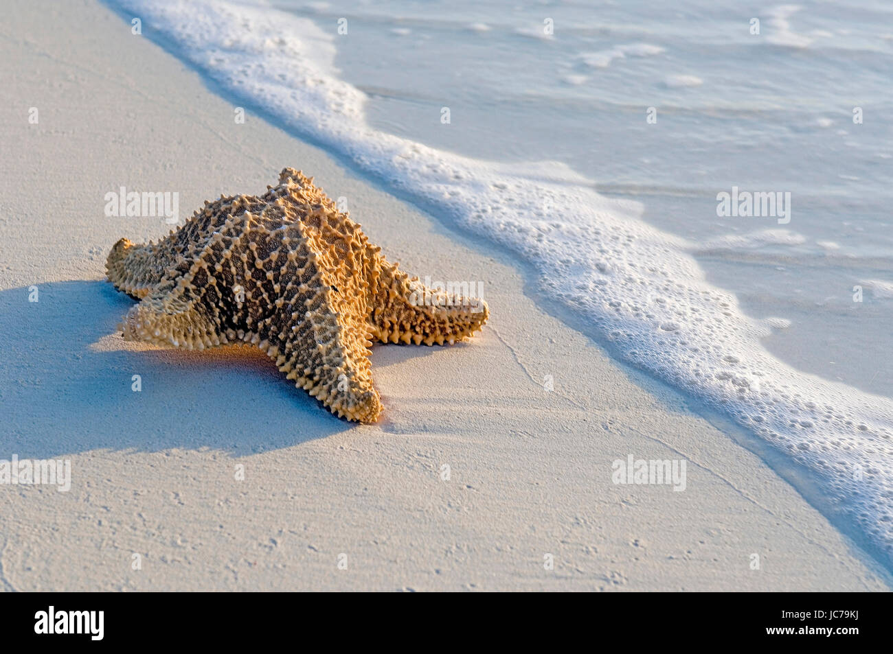 Sea star on beach in Martinique Stock Photo - Alamy