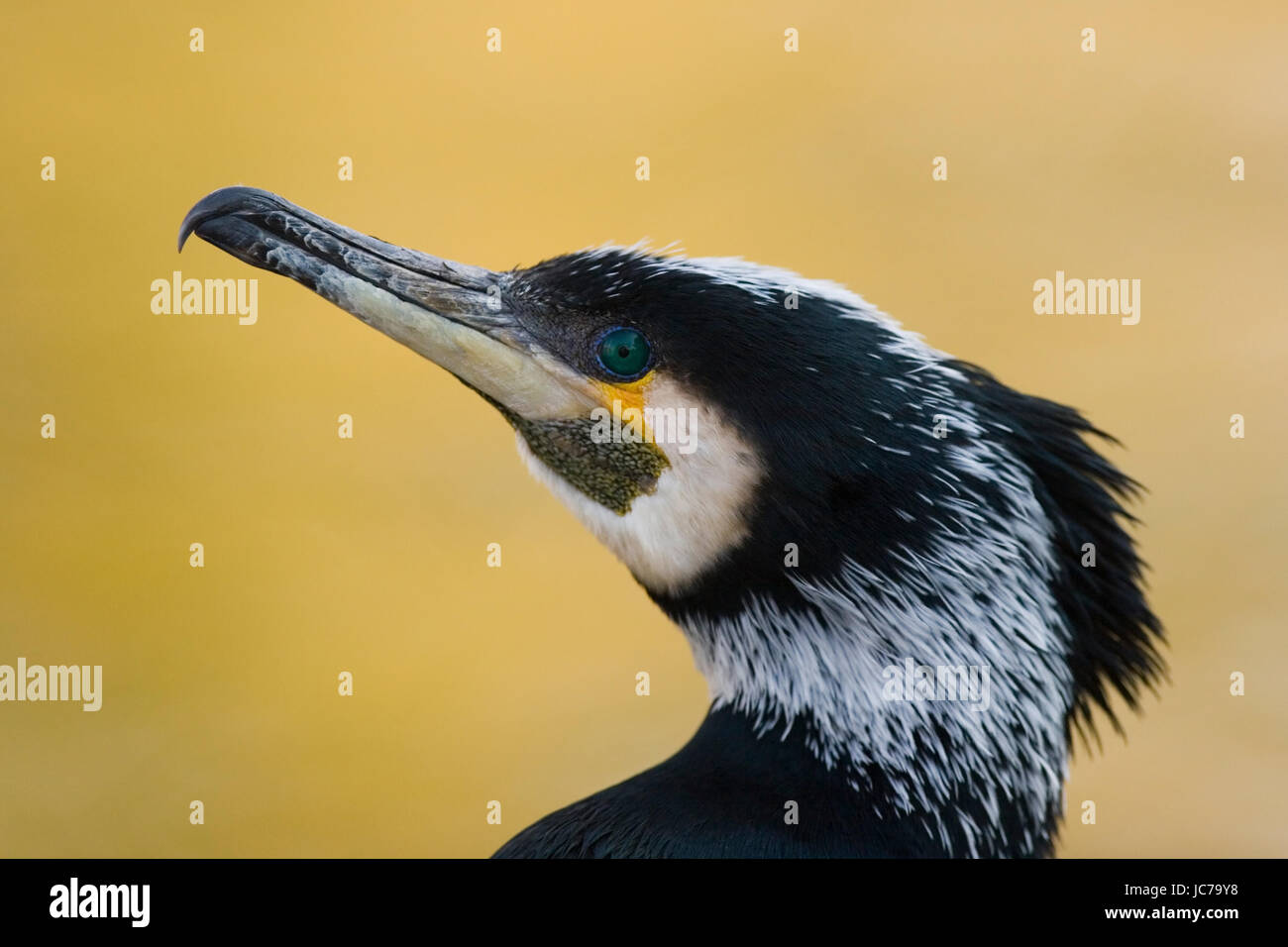 Cormorant, Phalacrocorax carbo, Great Cormorant, birds, portrait ...