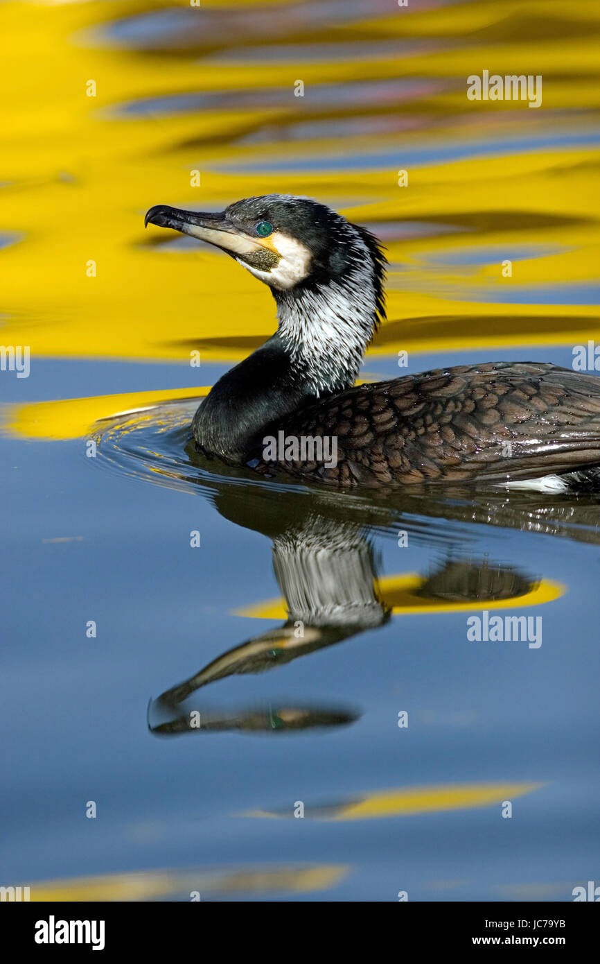 Cormorant, Phalacrocorax carbo, Great Cormorant, birds, portrait ...