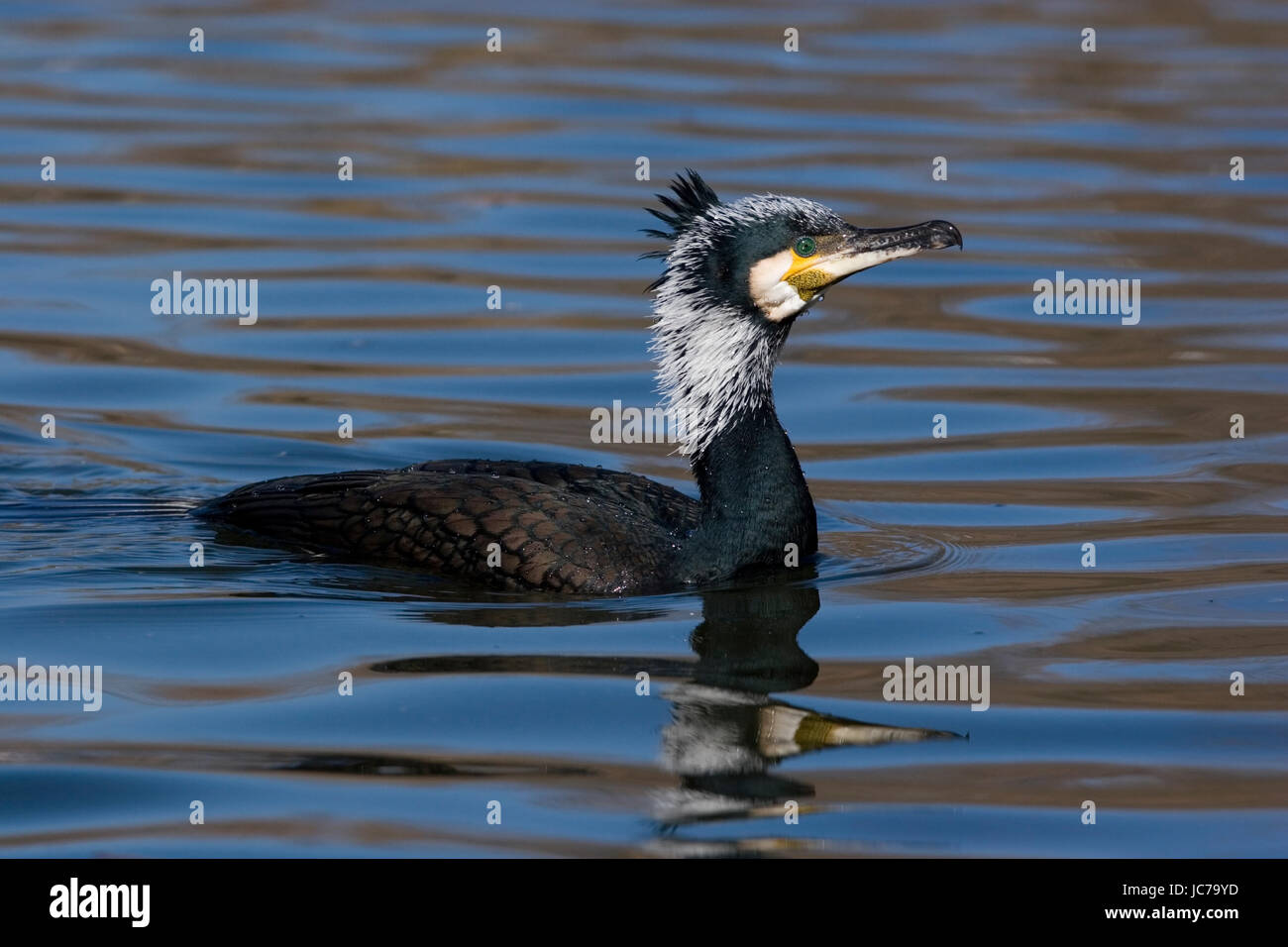 Cormorant, Phalacrocorax carbo, Great Cormorant, birds, portrait ...