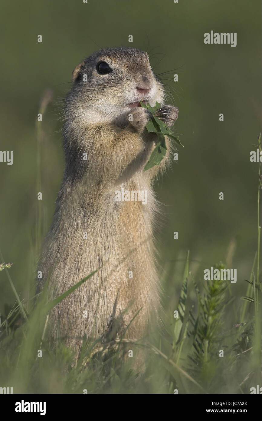 Ziesel, Citellus citellus, European souslik, European Ziesel ...