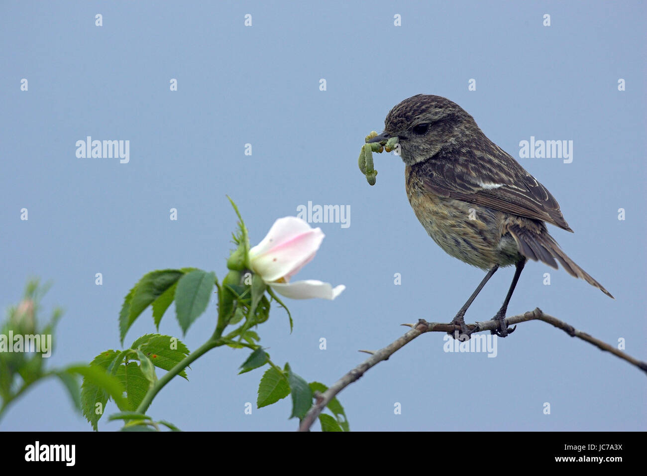 Black robins, Saxicola torquata, birds, female, female, horizontal ...