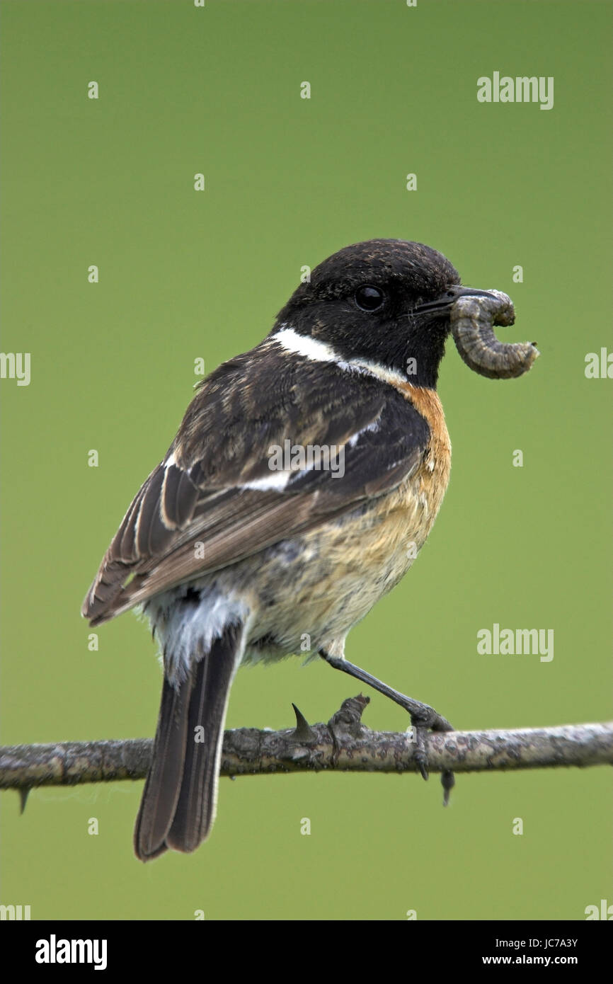 Black robins, Saxicola torquata, birds, female, female, horizontal format Stock Photo - Alamy