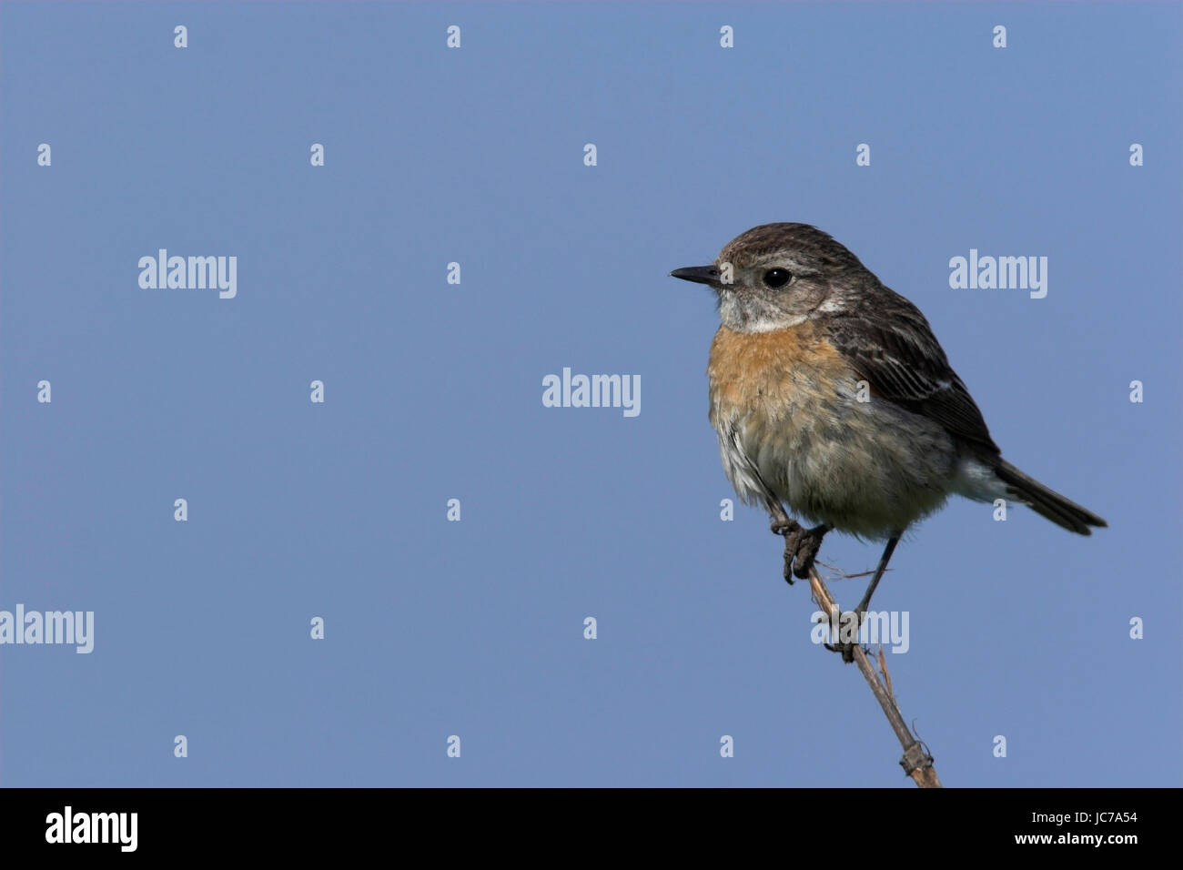 Black robins, Saxicola torquata, birds, horizontal format Stock Photo ...