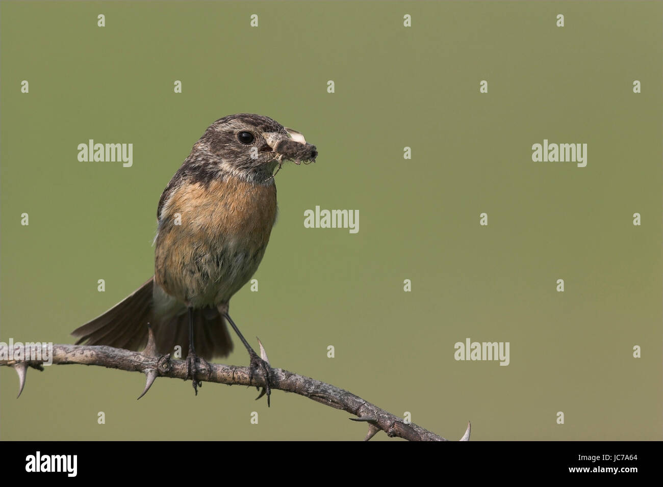 Black robins, Saxicola torquata, birds, female, female, horizontal ...