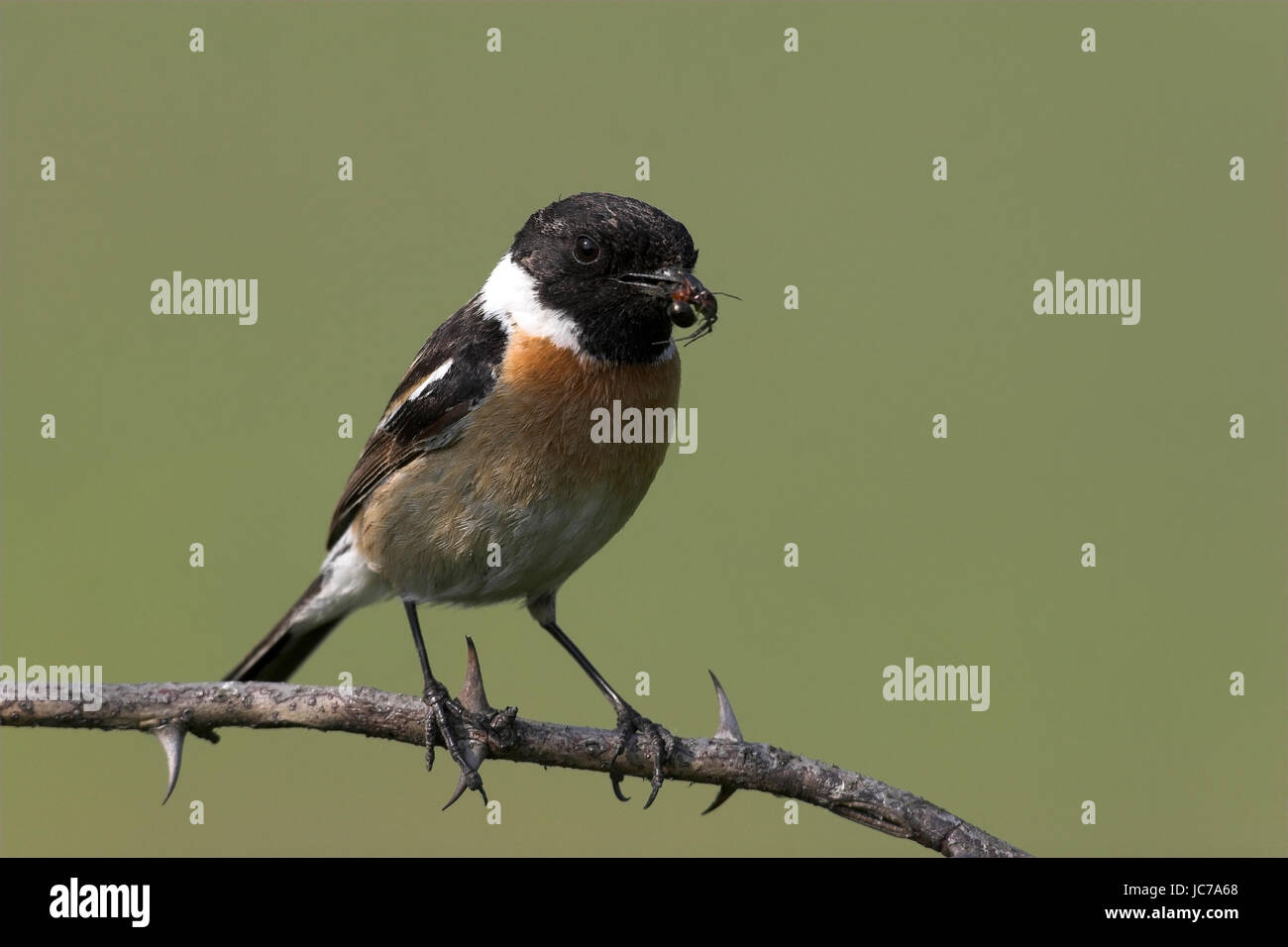 Black robins, Saxicola torquata, birds, female, female, horizontal format Stock Photo - Alamy