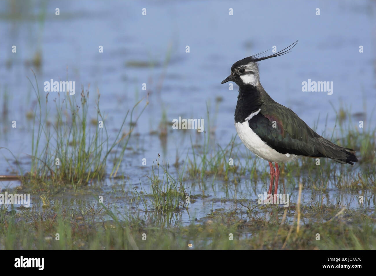 Peewit, Vanellus vanellus, to Northern Lapwing, birds, horizontal ...