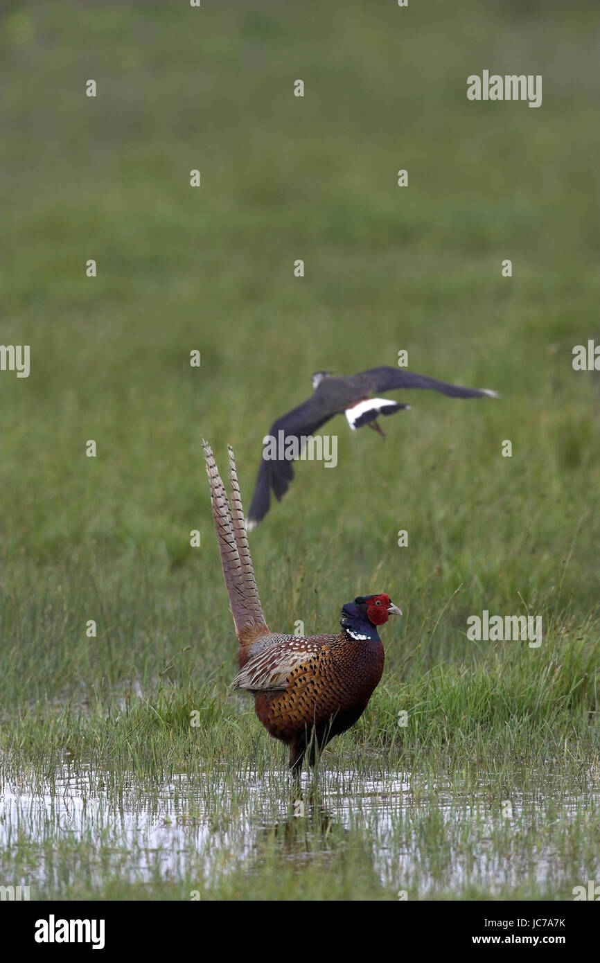 Kibitz hi-res stock photography and images - Alamy