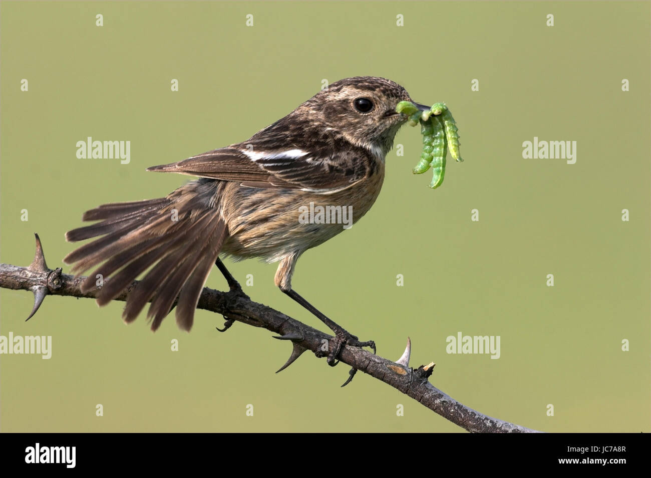 Black robins, Saxicola torquata, birds, female, female, horizontal ...