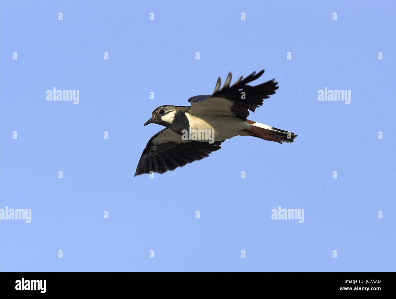 Peewit, Vanellus vanellus, to Northern Lapwing, birds, horizontal ...