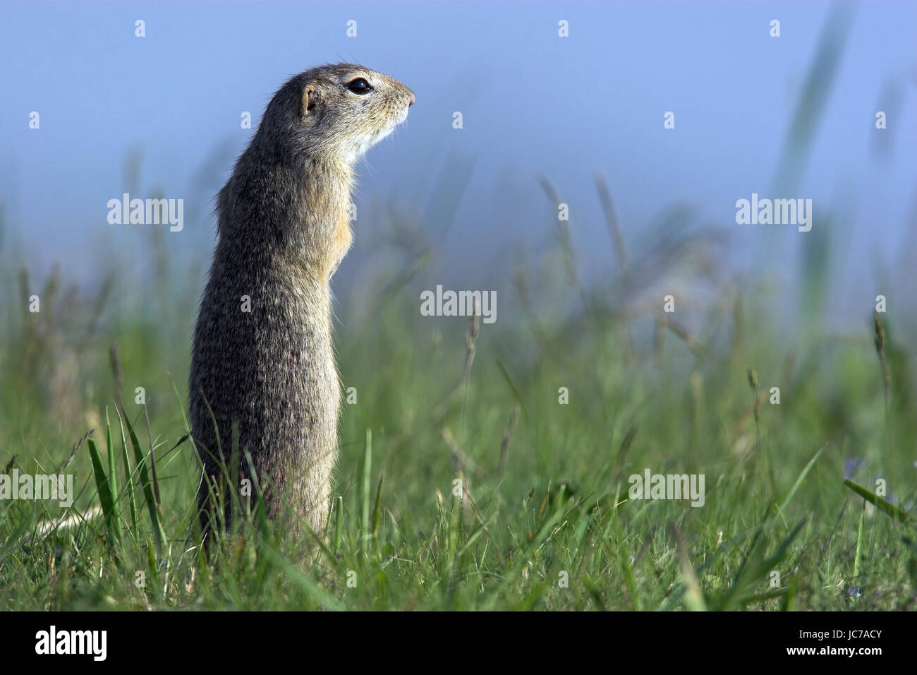 Ziesel, Citellus citellus, European souslik, European Ziesel ...