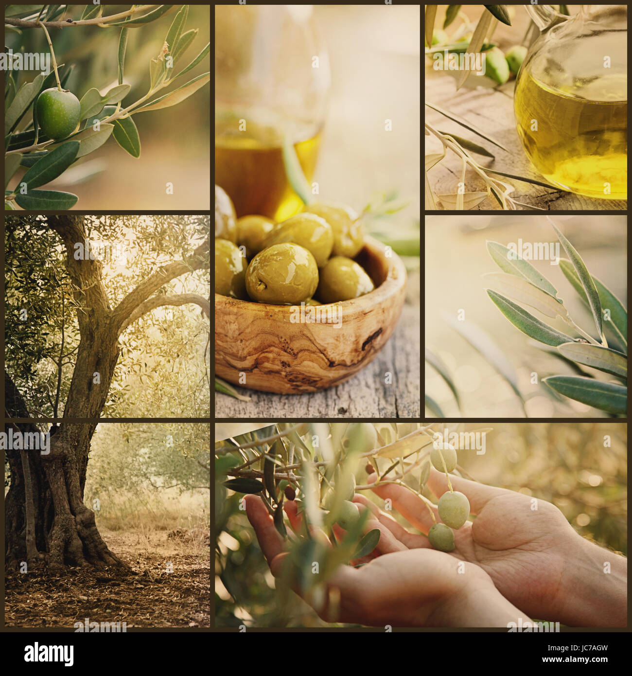 Nature series. Collage of olive orchard in harvest. Ripe olives, olive ...