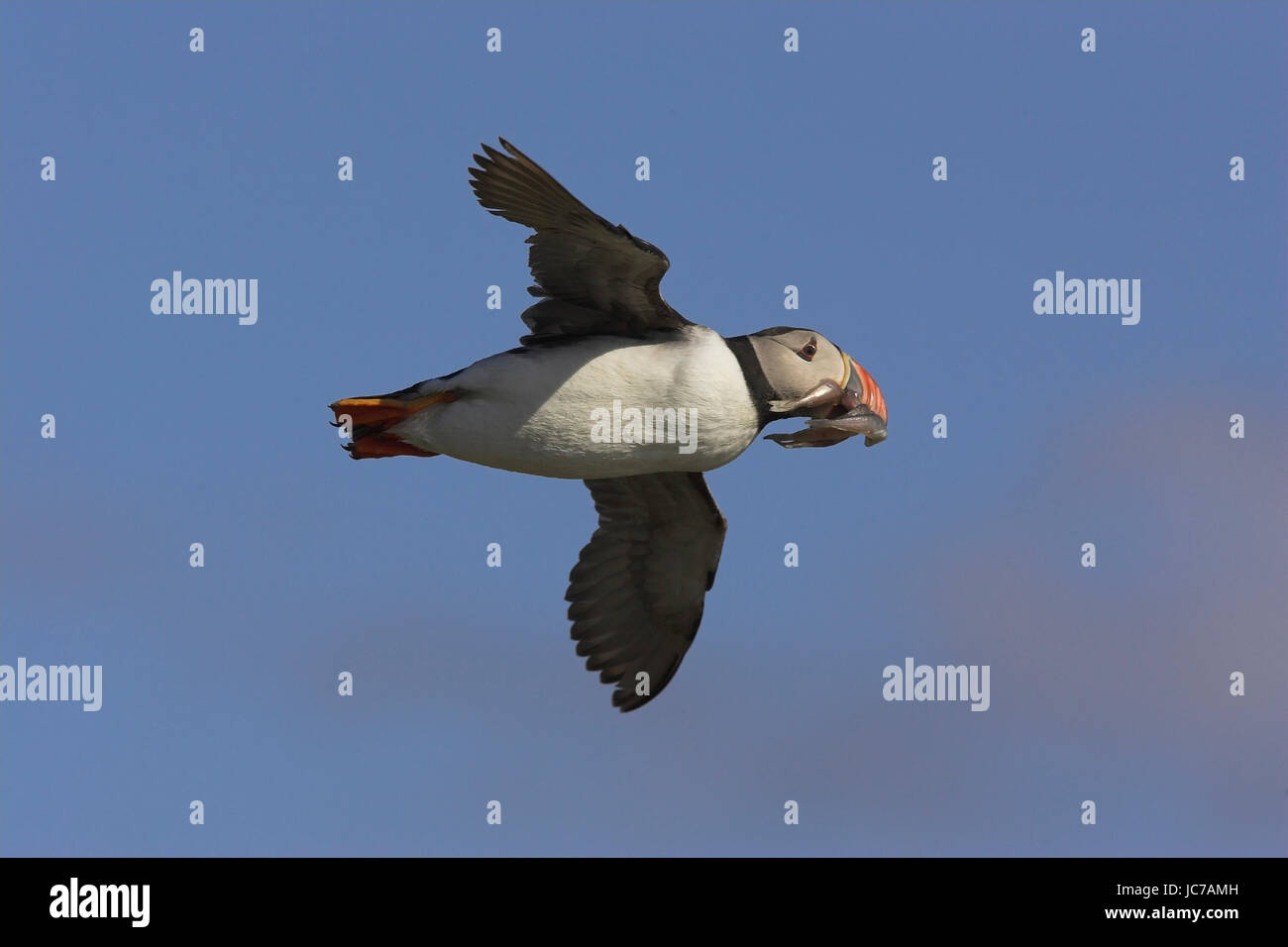 Parrot diver, Atlantic Puffin, Fratercula arctica , Papageitaucher ...