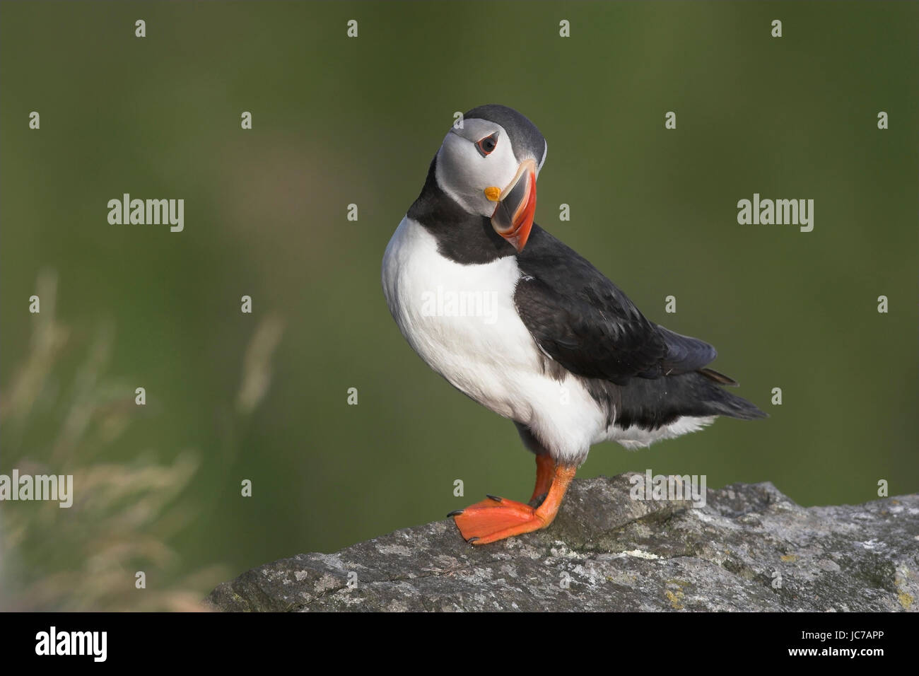 Parrot diver, Atlantic Puffin, Fratercula arctica , Papageitaucher ...