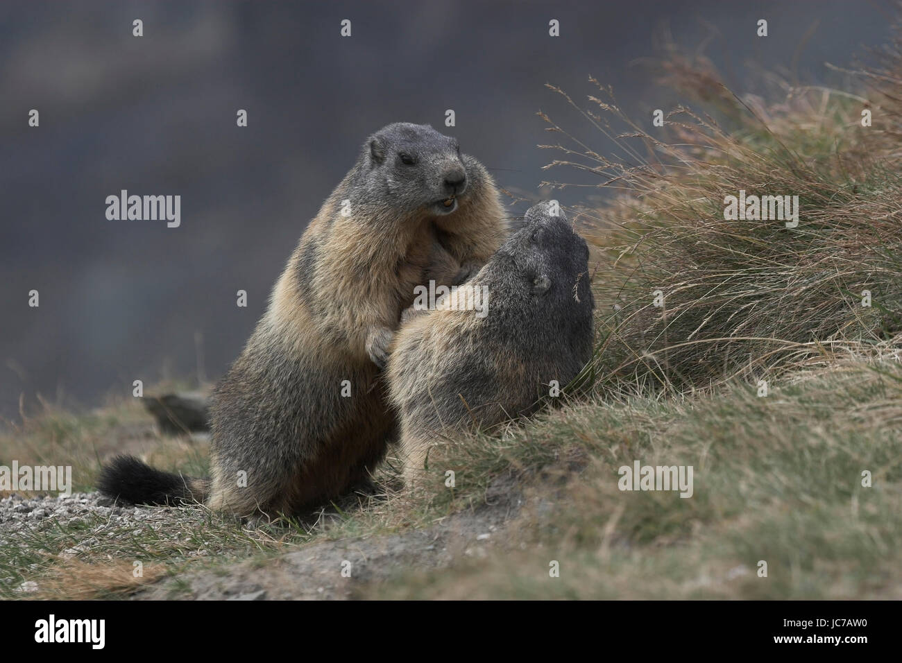 Groundhog fight murmeltier kampf hi-res stock photography and images ...