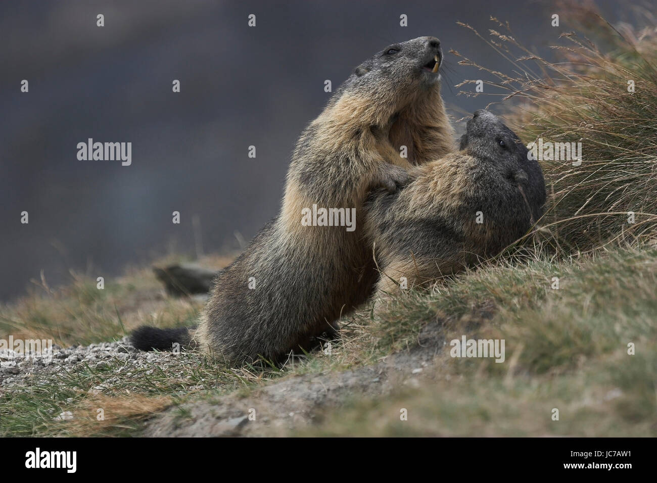 Groundhog fight murmeltier kampf hi-res stock photography and images ...