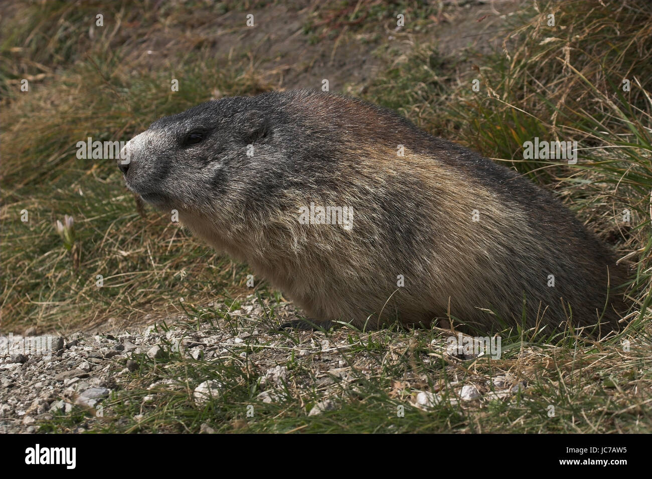 Groundhog, alpine marmot, Marmota marmota, Murmeltier / Alpine marmot ...