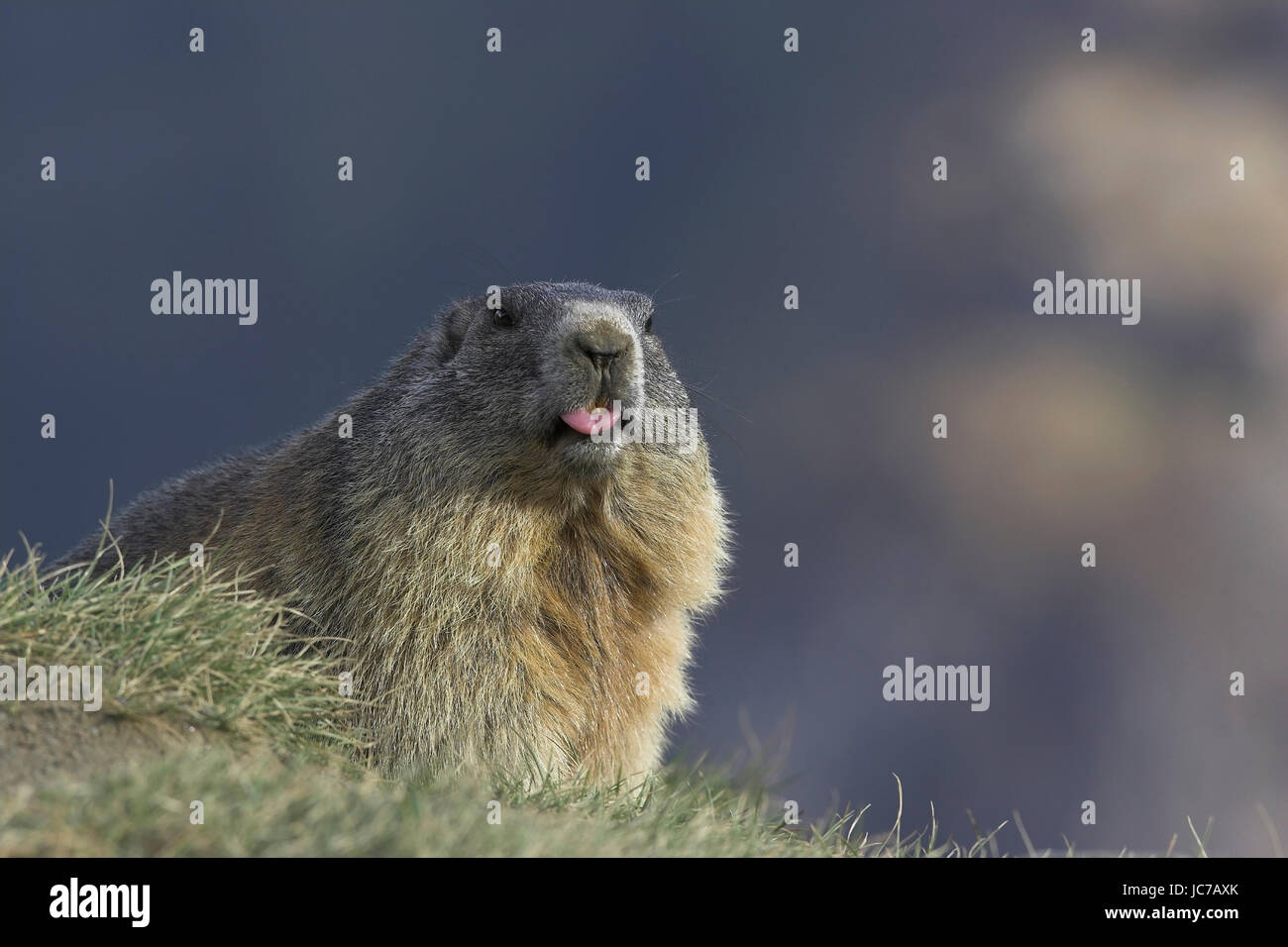 Groundhog stretches the tongue, Murmeltier streckt die Zunge Stock ...