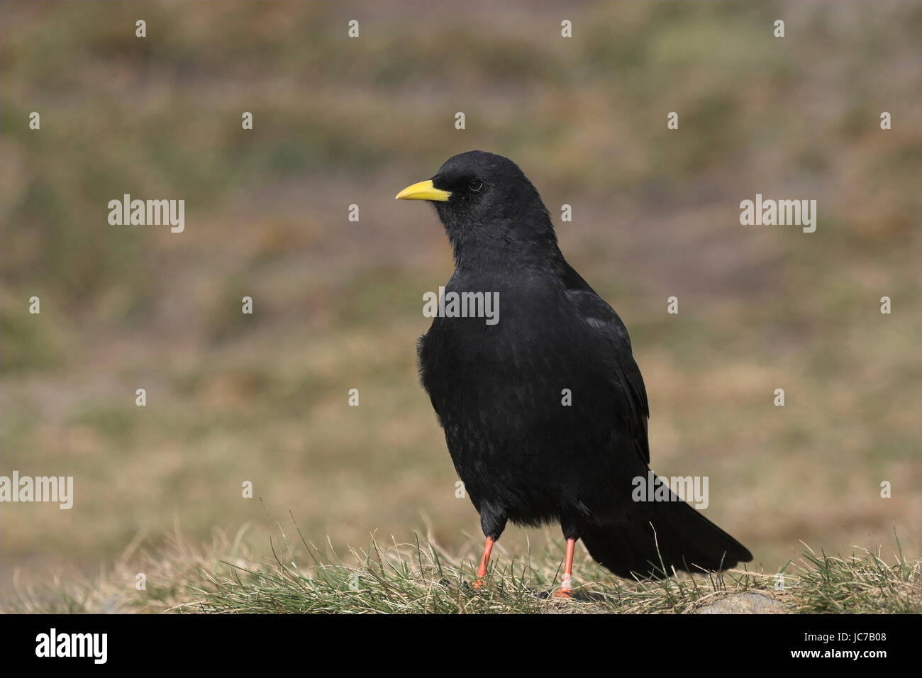 Alpine chough, alpine Chough, Pyrrhocorax pyrrhocorax, Alpendohle ...