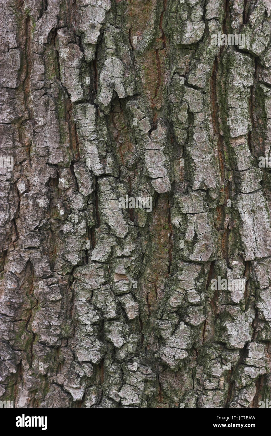 Acer Campestre Bark