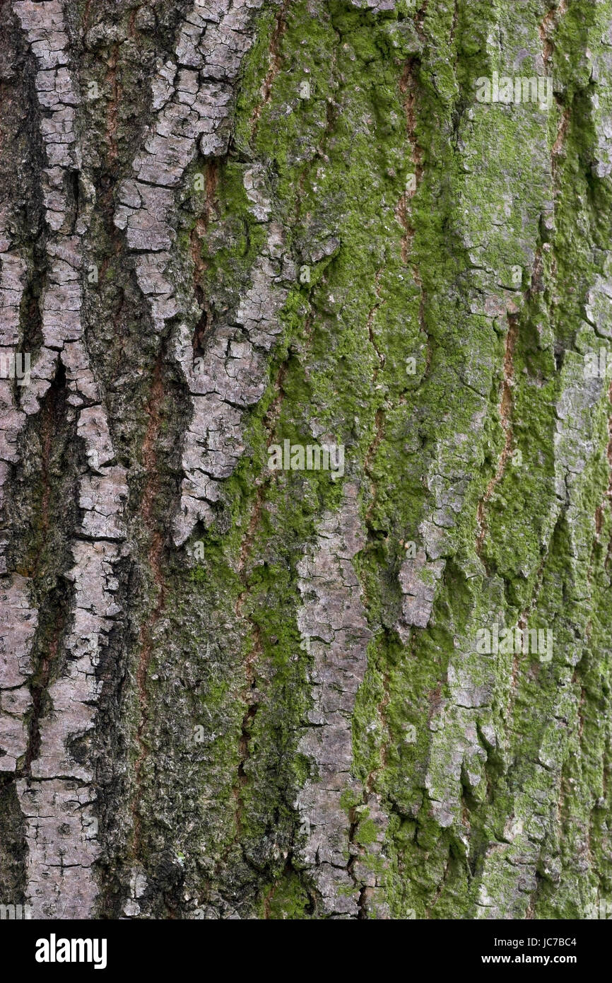 Gemeine esche hi-res stock photography and images - Alamy