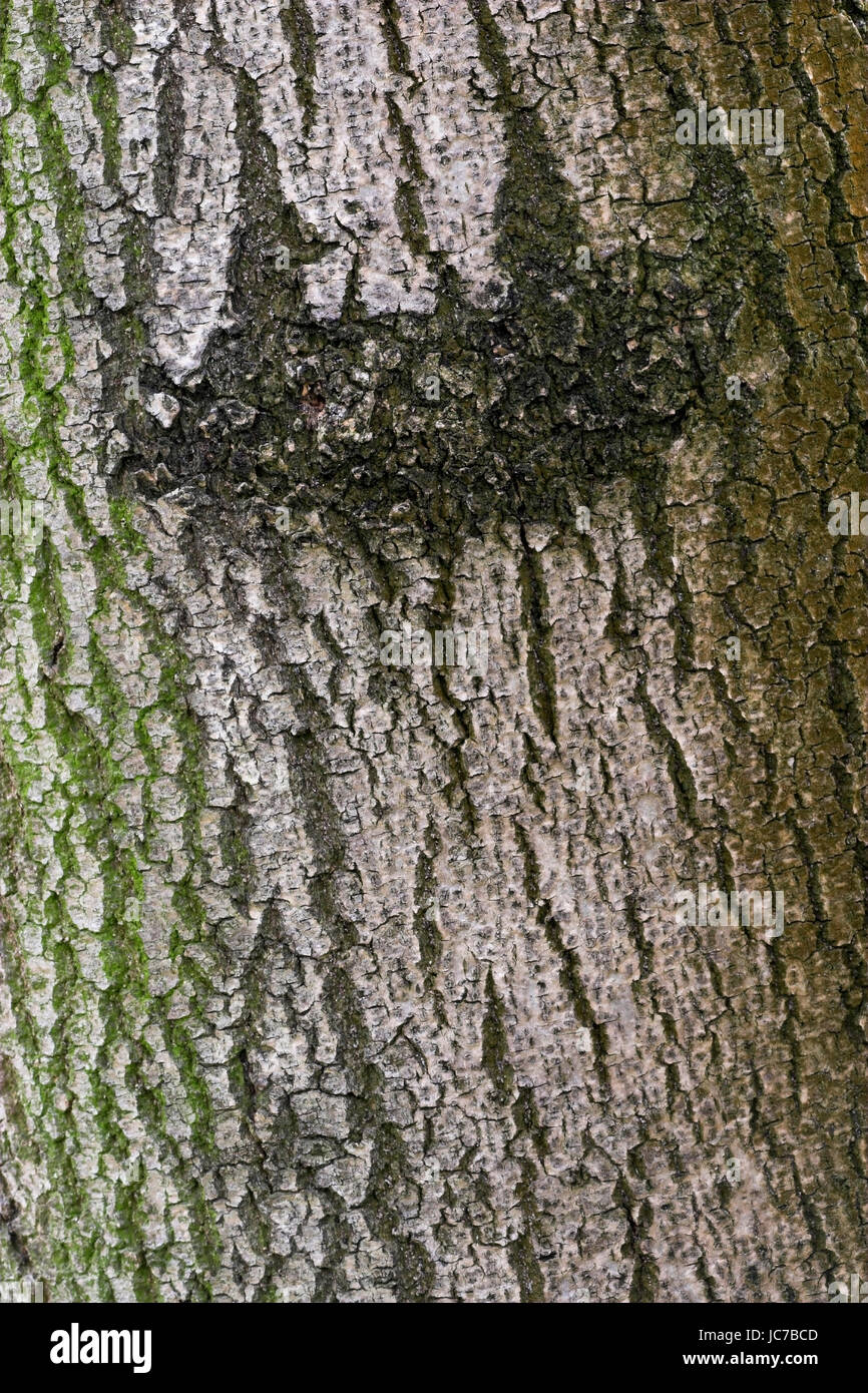 Common ash, Fraxinus excelsior, Gemeine Esche / Fraxinus excelsior ...