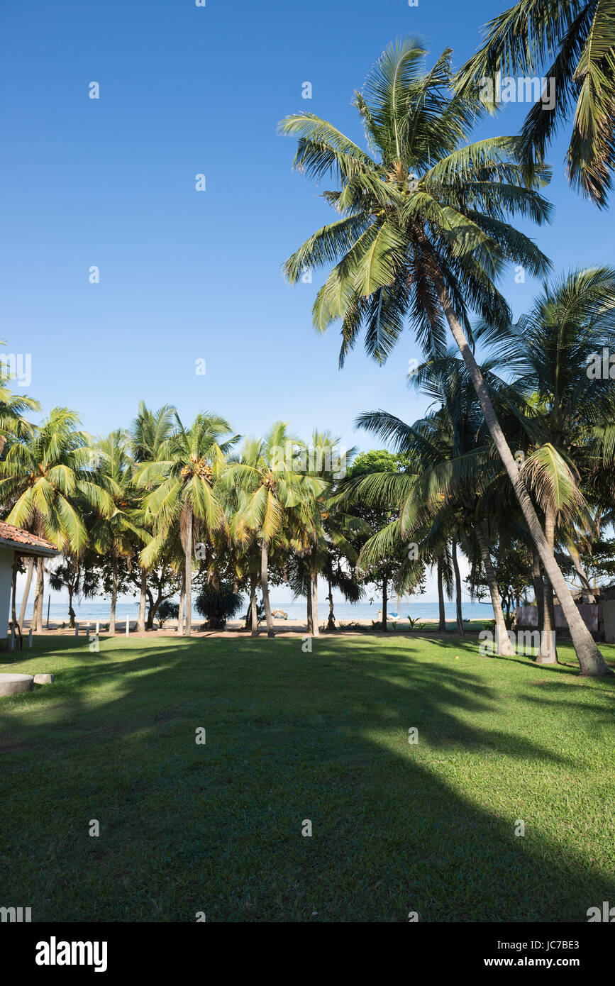 Coconut trees on the beach Stock Photo - Alamy
