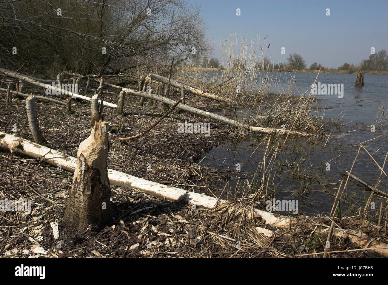 Beavers, European beaver, Castor fiber, Biber / European beaver ...