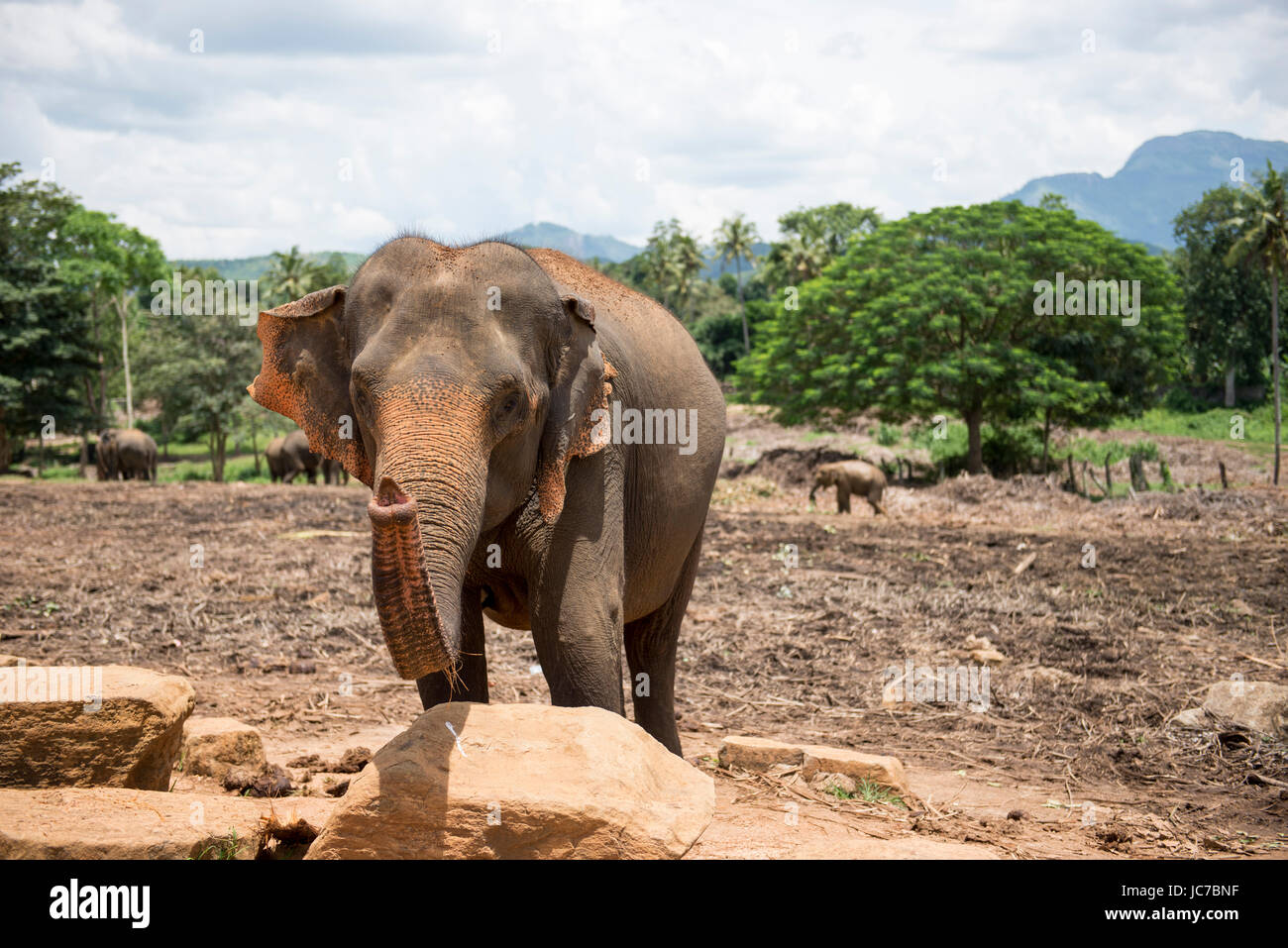An Asian elephant Stock Photo - Alamy