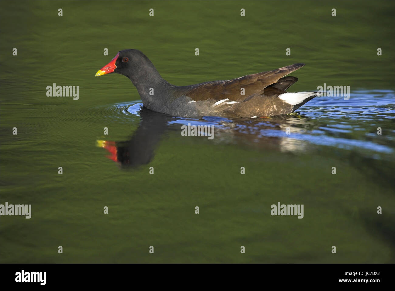 Pond chicken, Teichhuhn Stock Photo - Alamy