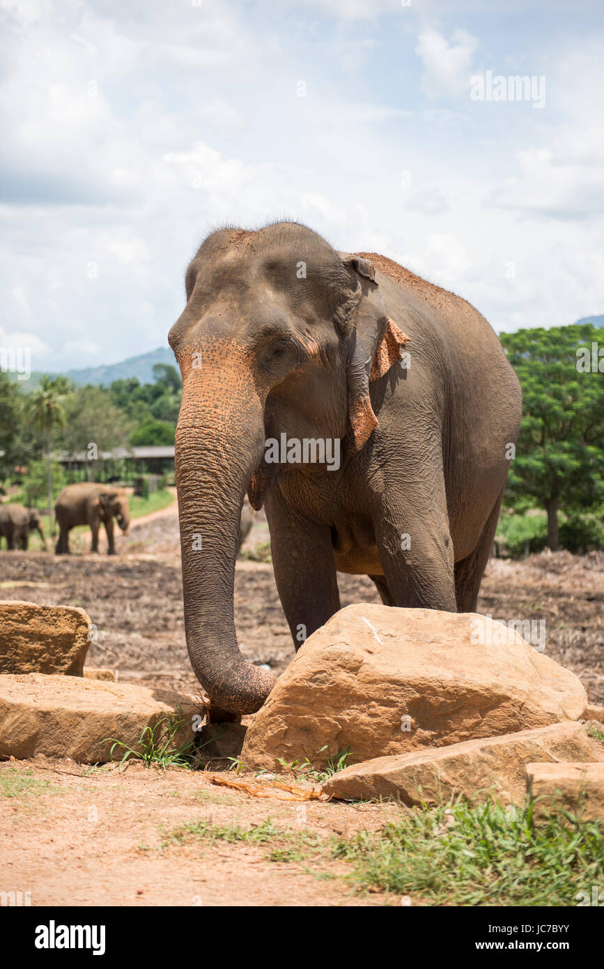 An Asian elephant Stock Photo - Alamy