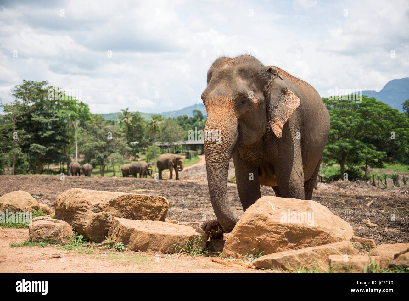 An Asian elephant Stock Photo - Alamy