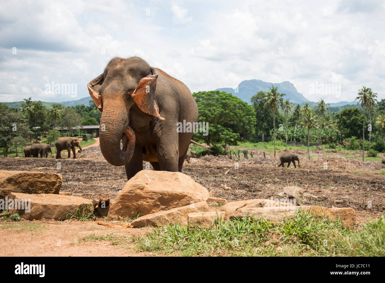 An Asian elephant Stock Photo - Alamy